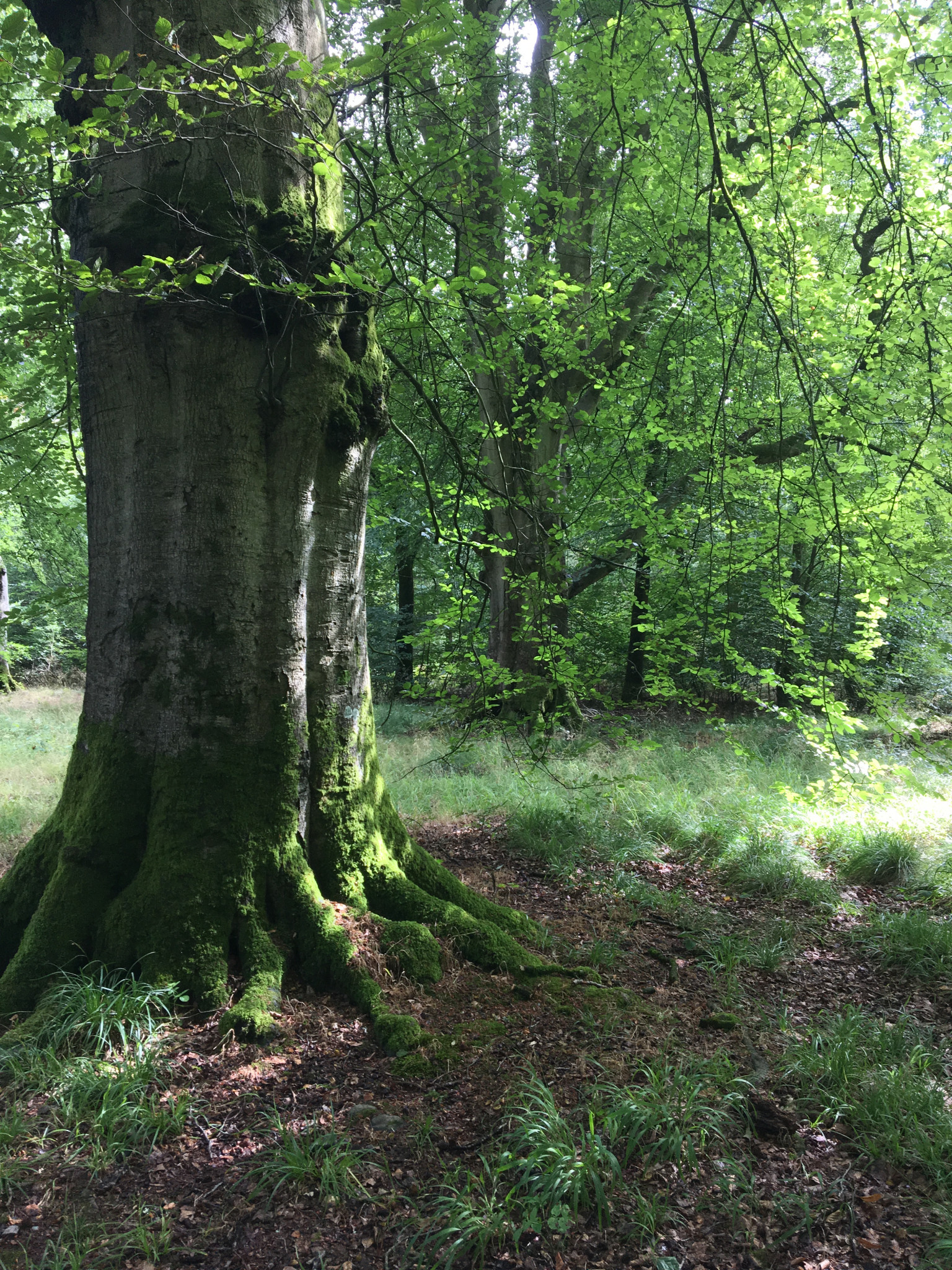 5 ways to help reduce deforestation - Enviroline Blog
