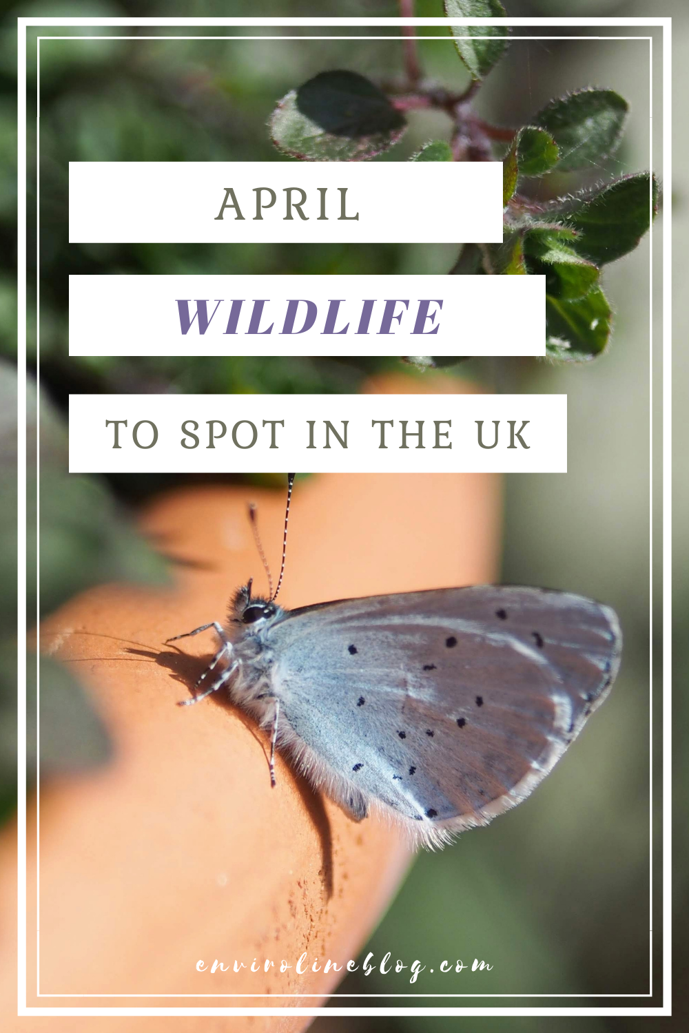 April wildlife to spot in the UK - Enviroline Blog