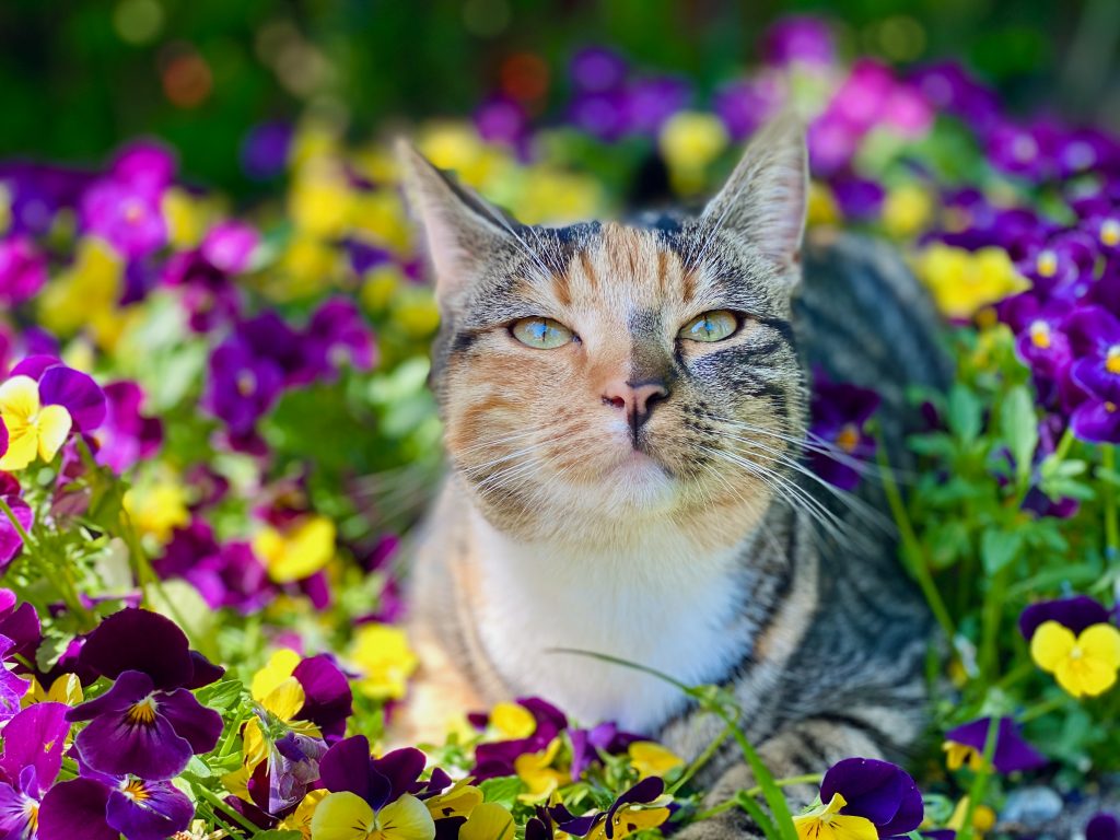 May wildlife to spot in the UK - Enviroline Blog