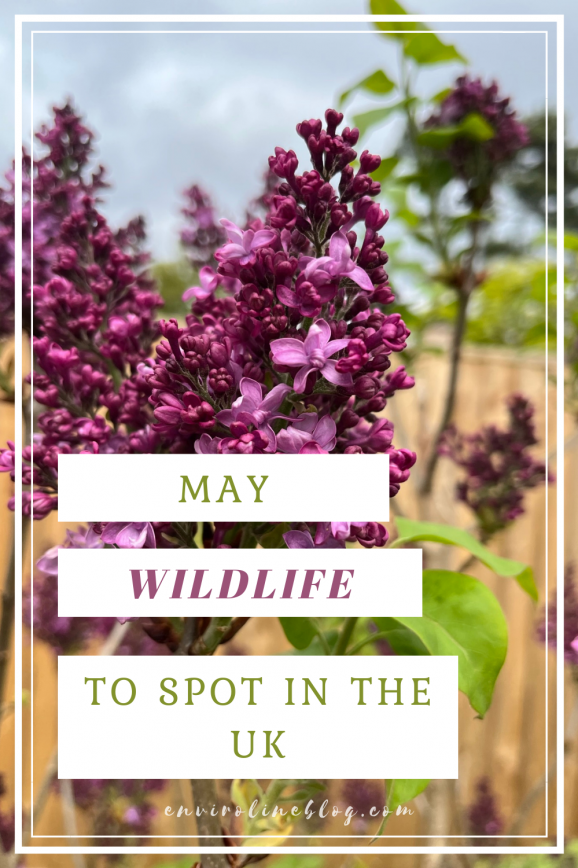 May wildlife to spot in the UK - Enviroline Blog