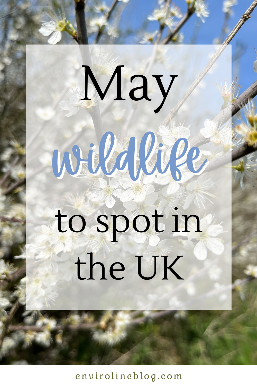 May wildlife to spot in the UK - Enviroline Blog