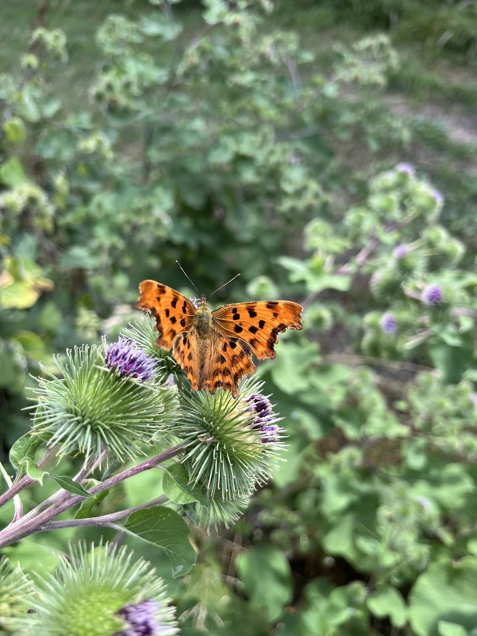 The ultimate list of butterfly species to spot in the UK - Enviroline Blog