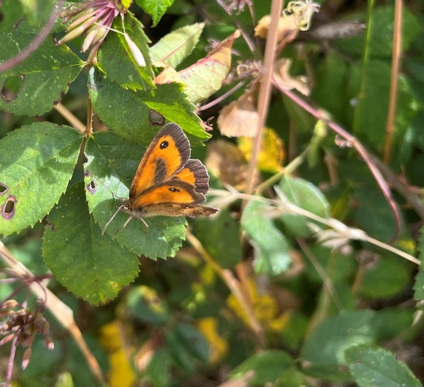 The ultimate list of butterfly species to spot in the UK - Enviroline Blog