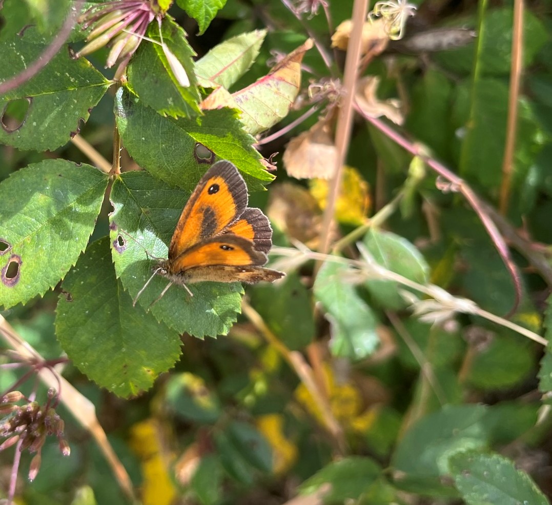 The ultimate list of butterfly species to spot in the UK - Enviroline Blog