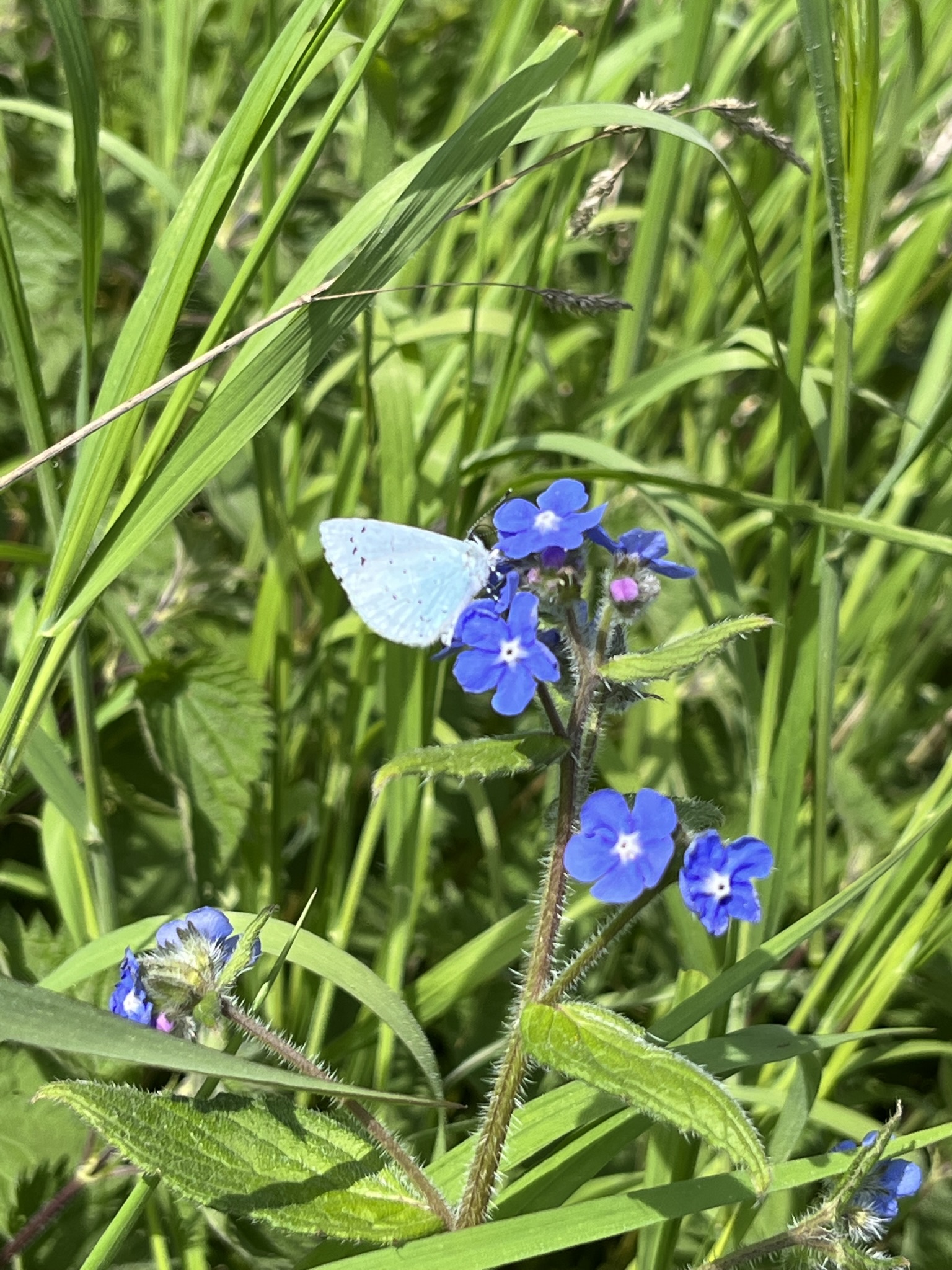 The ultimate list of butterfly species to spot in the UK - Enviroline Blog
