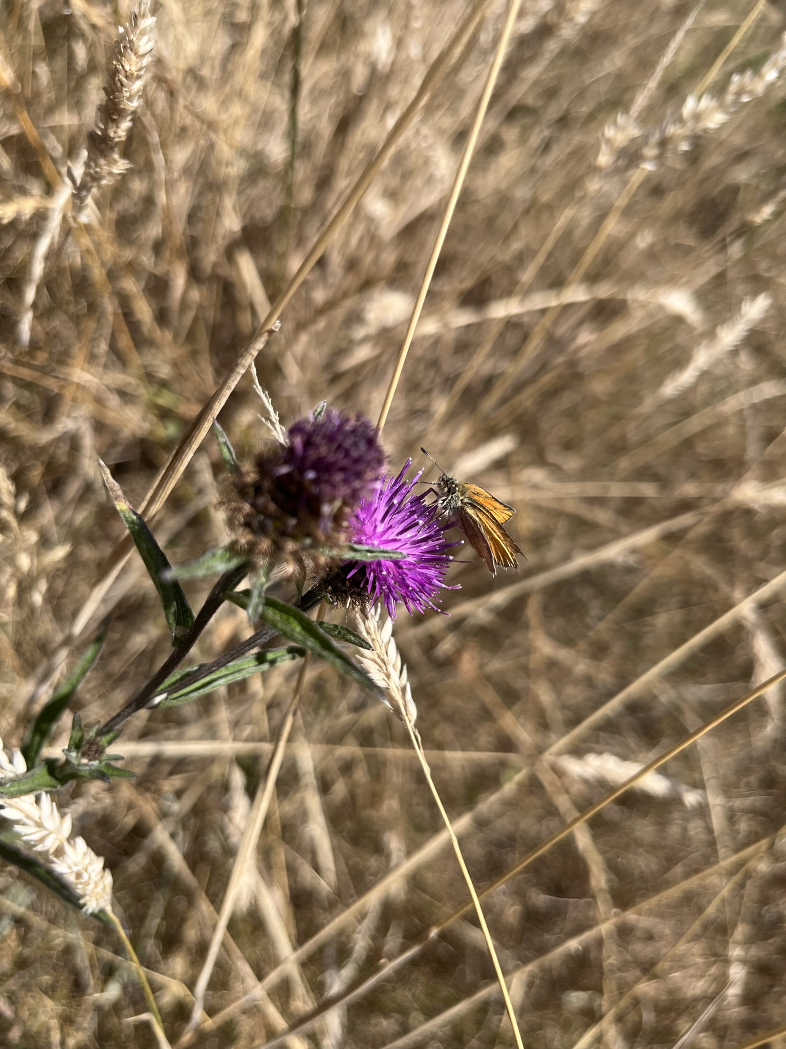 The ultimate list of butterfly species to spot in the UK - Enviroline Blog