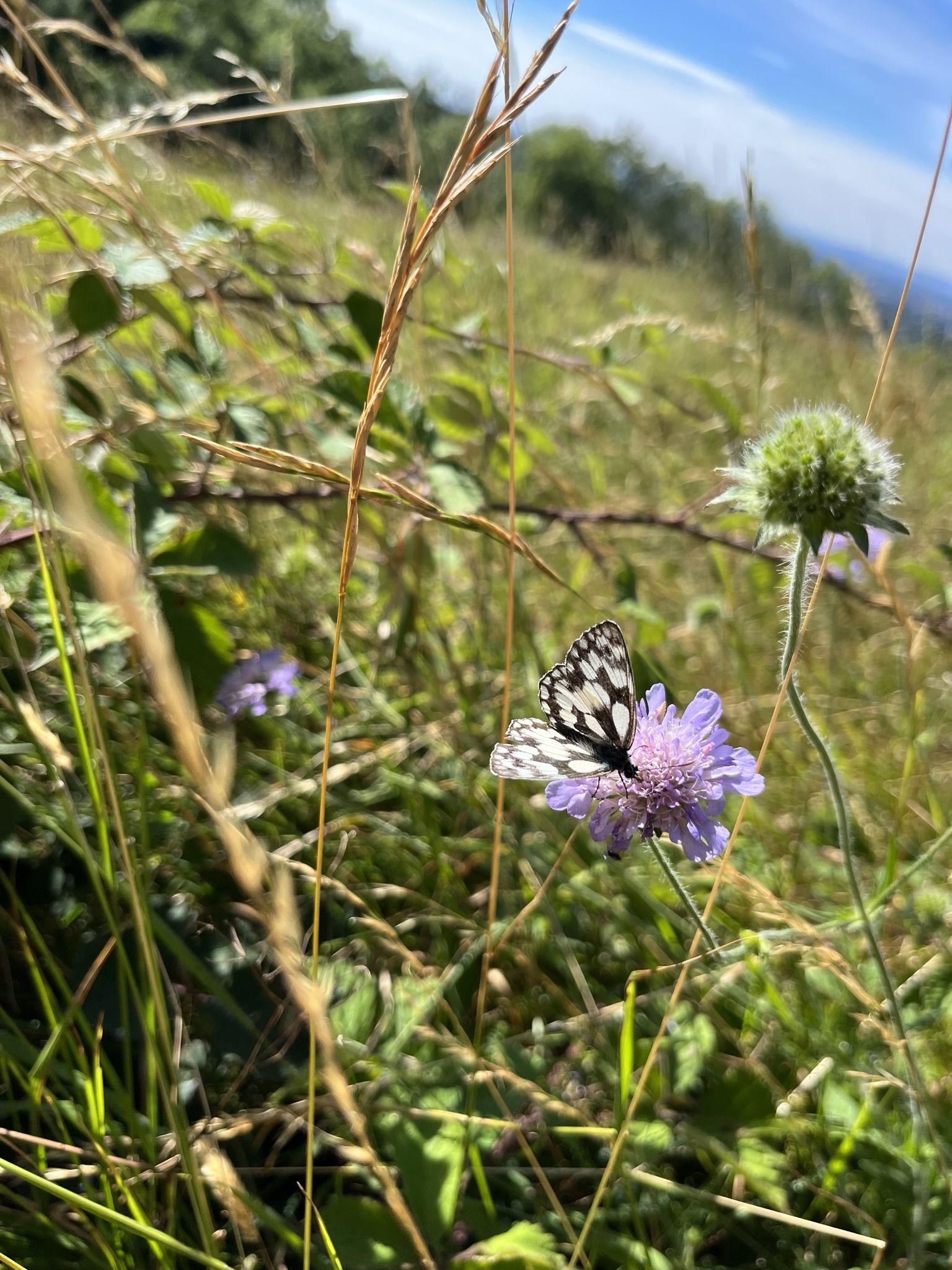 The ultimate list of butterfly species to spot in the UK - Enviroline Blog
