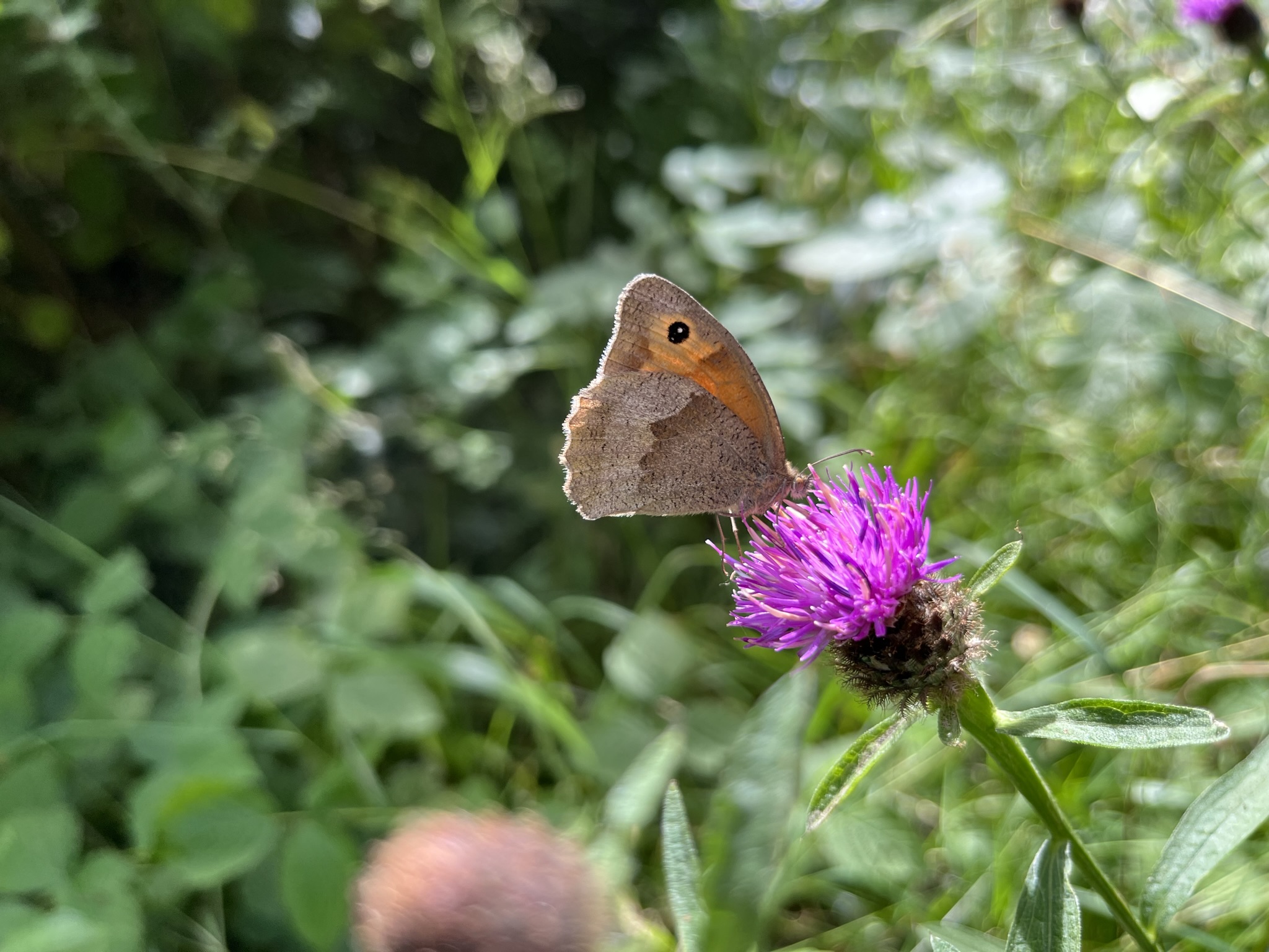 The ultimate list of butterfly species to spot in the UK - Enviroline Blog