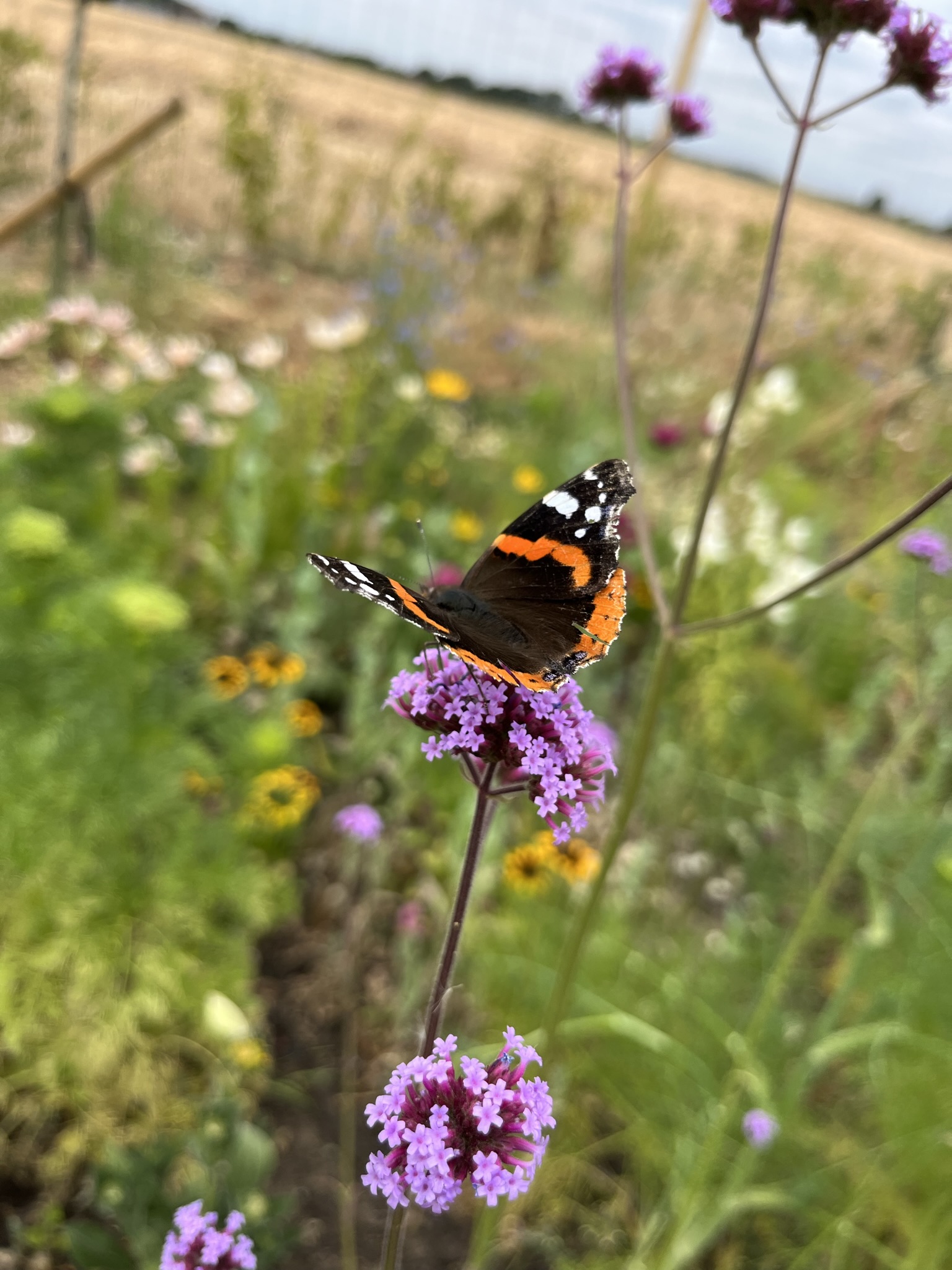 The ultimate list of butterfly species to spot in the UK - Enviroline Blog