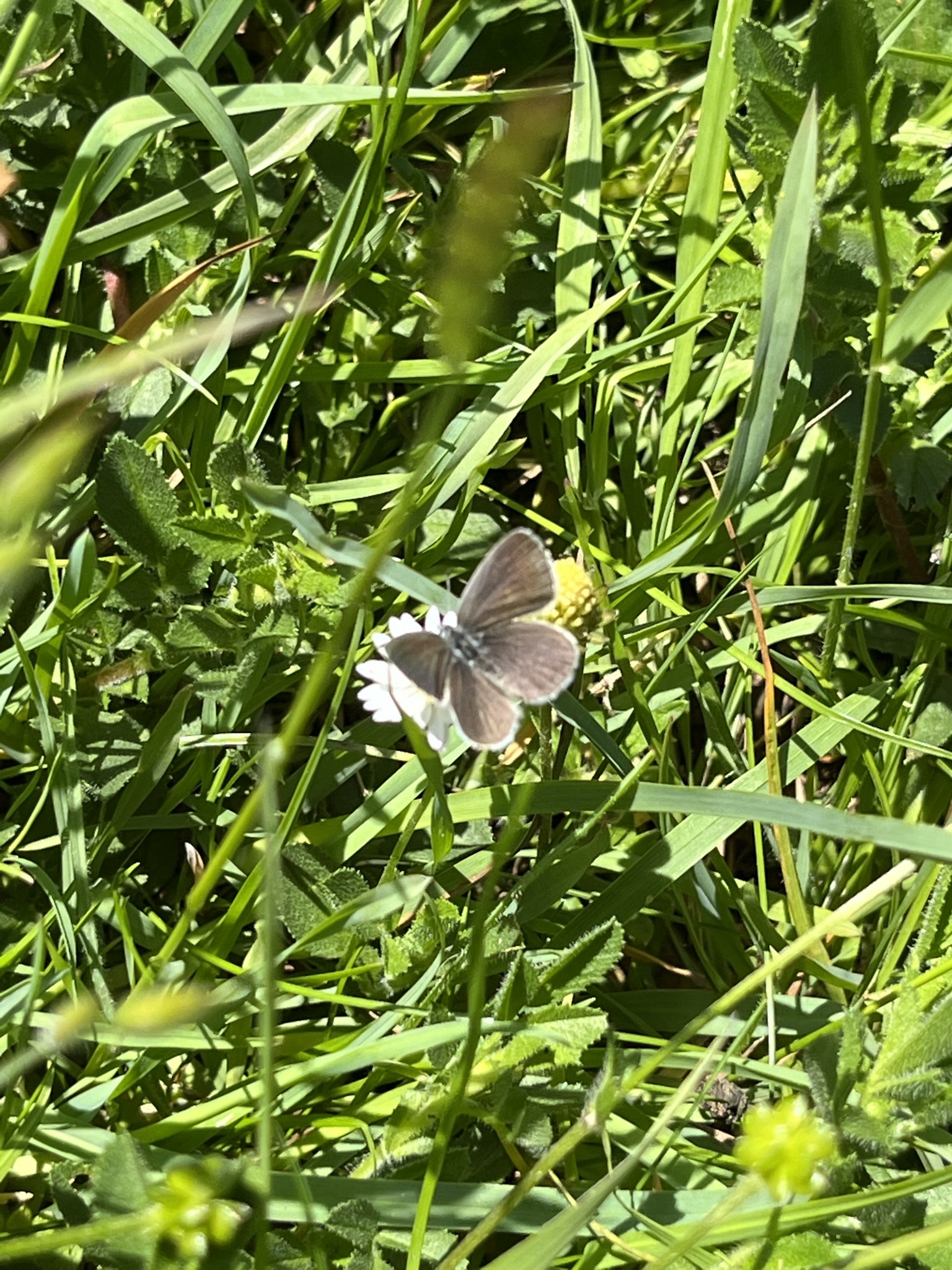 The ultimate list of butterfly species to spot in the UK - Enviroline Blog
