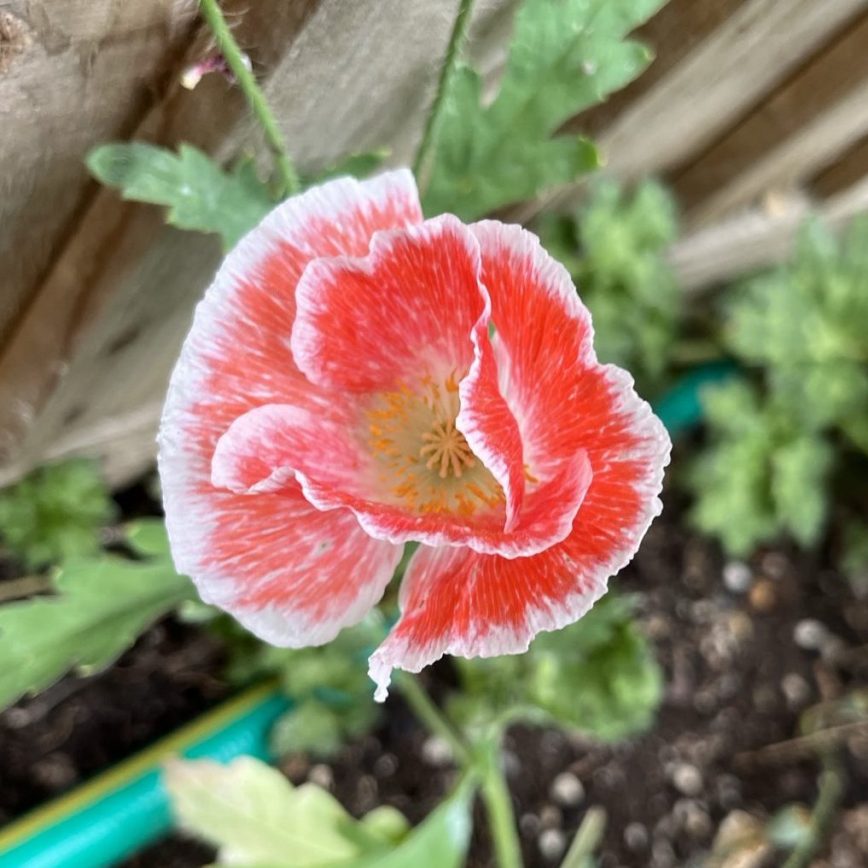 5 ways to enjoy nature this summer - Enviroline Blog