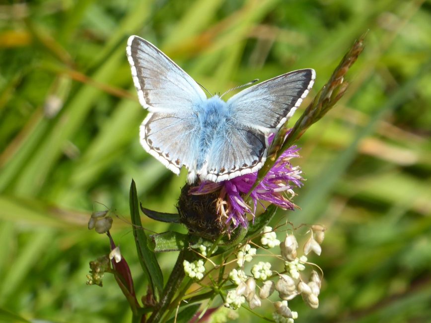 The ultimate list of butterfly species to spot in the UK - Enviroline Blog