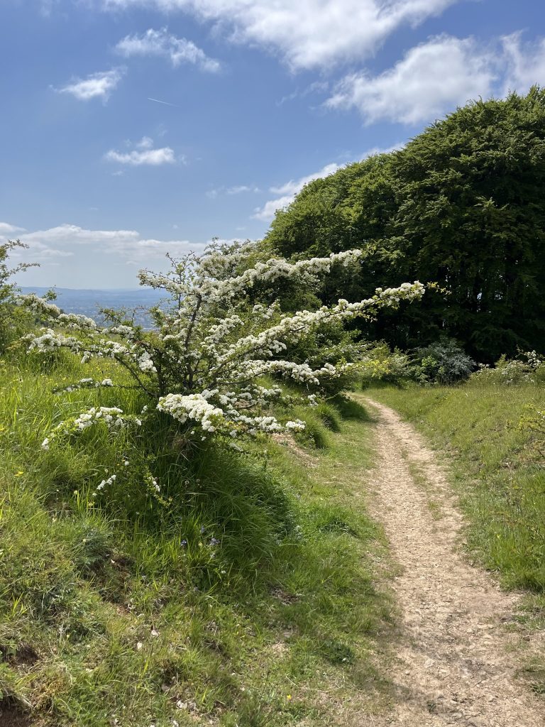 The impact of tree planting - Climate Change Collective - Enviroline Blog